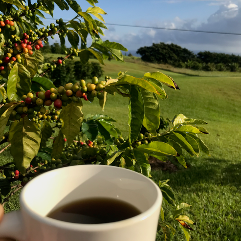 Hawaiian Coffee - from the Hāmākua Coast – Hog Heaven Coffee